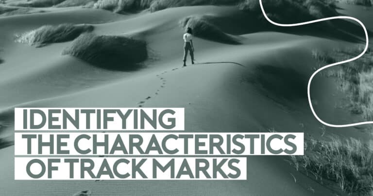What Do Track Marks Look Like - Key Identification Features
